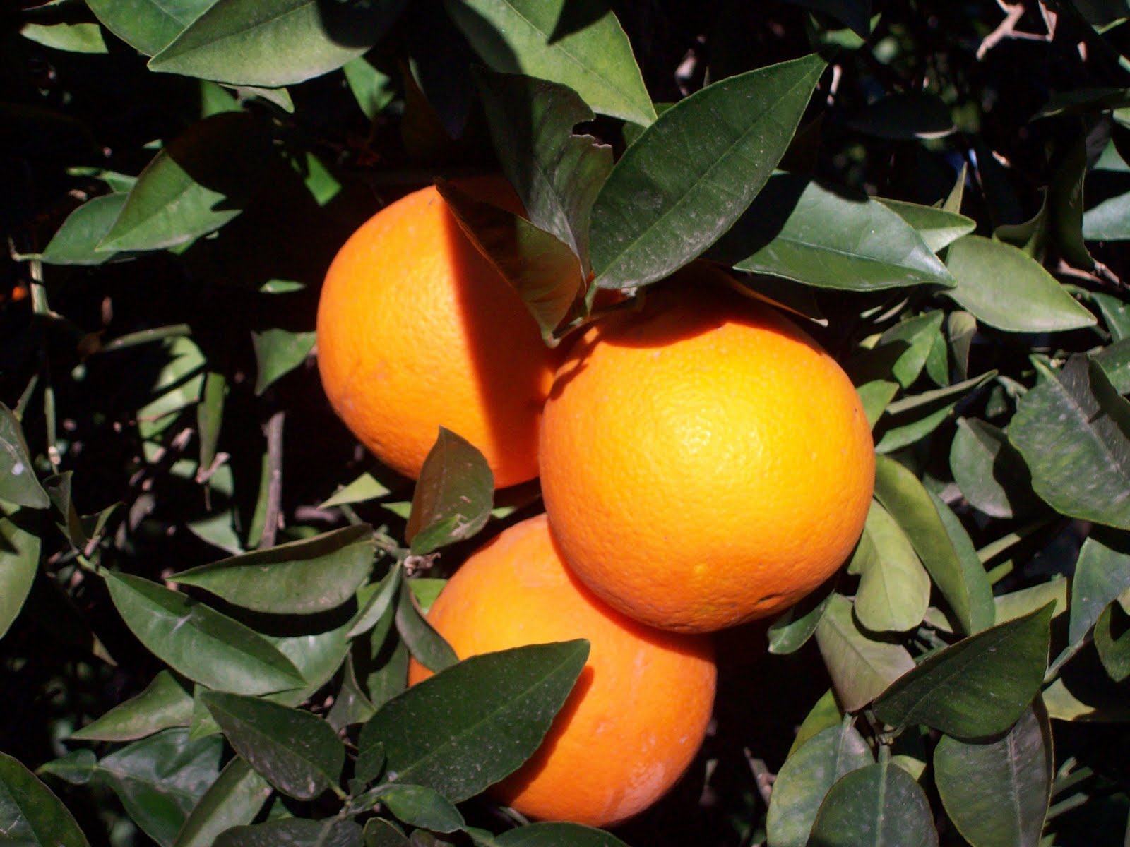 Luz ultravioleta para evaluar las naranjas navel