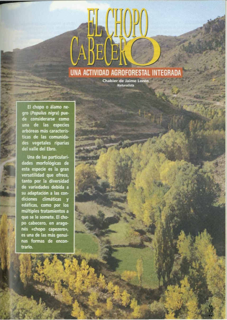 El chopo cabecero, una actividad agroforestal integrada
