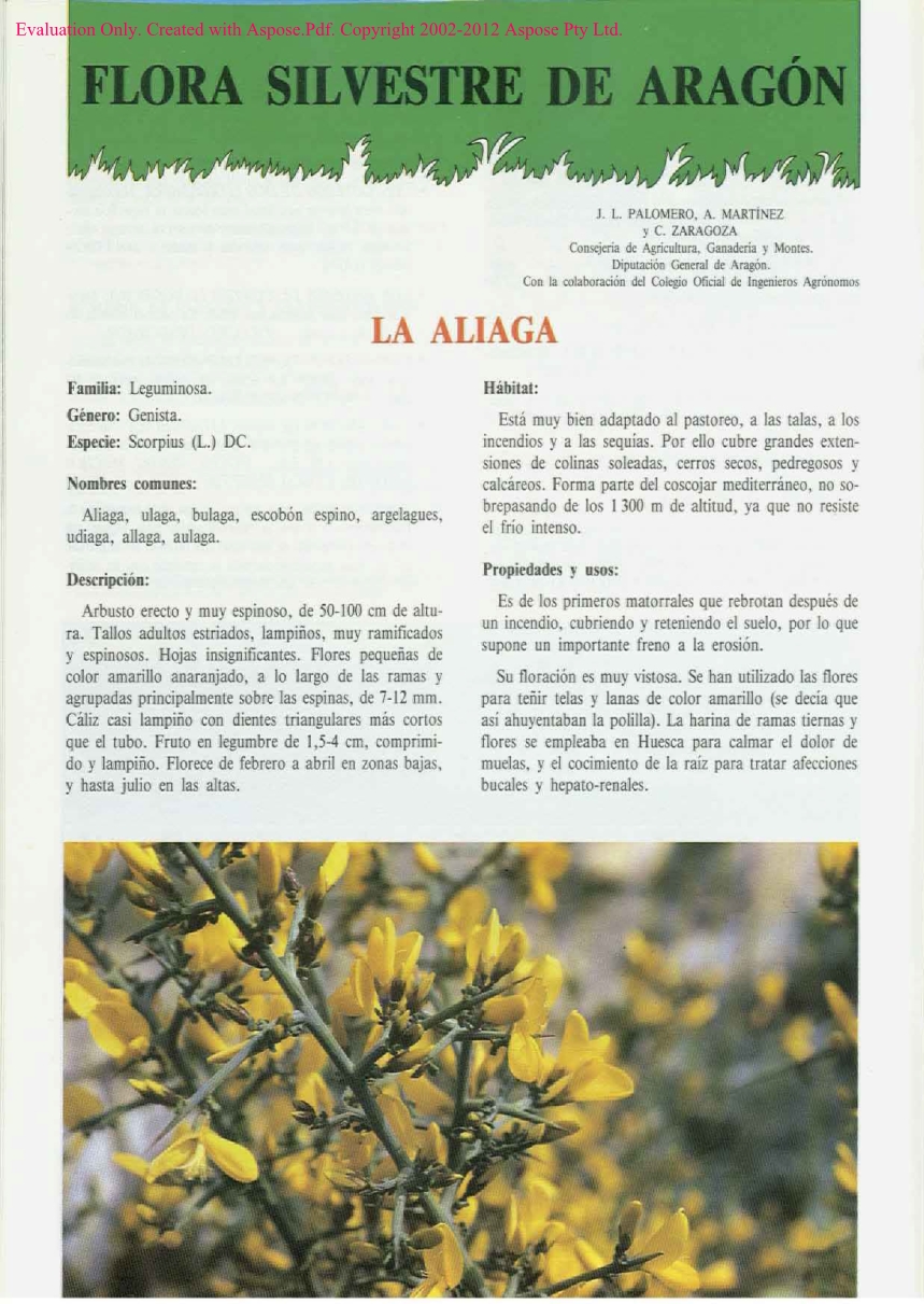 La aliaga